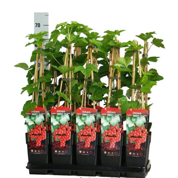 La Grosella – Fruits per a tots el gustos | Garden Catalunya Plants