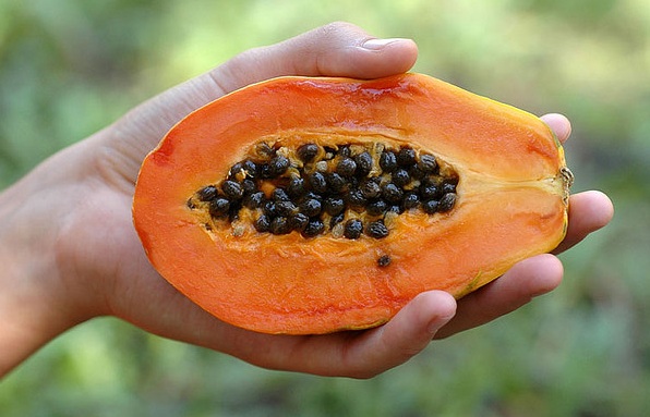 La Papaia – Fruita tropical molt saludable | Garden Catalunya Plants