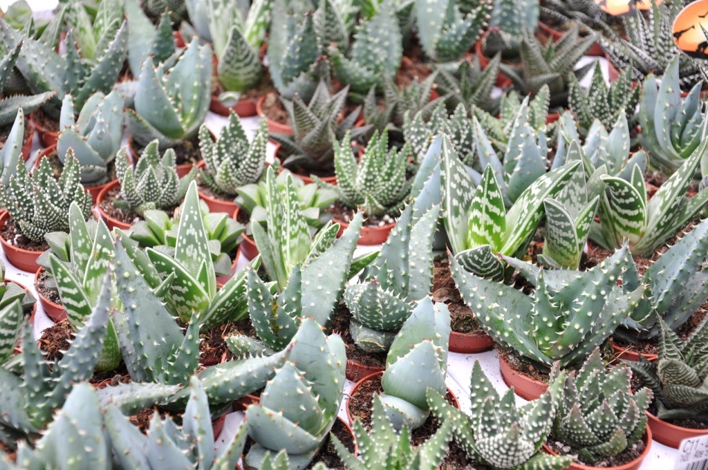 Els Aloe – Varietats per a tots els gustos. | Garden Catalunya Plants