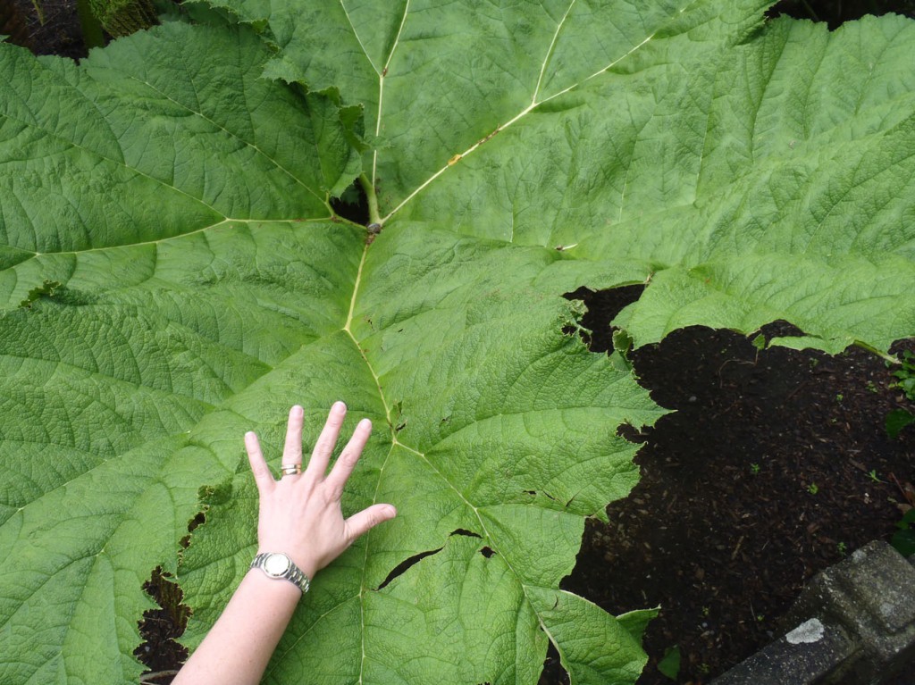 Gunnera manicata – Fulles gegants | Garden Catalunya Plants