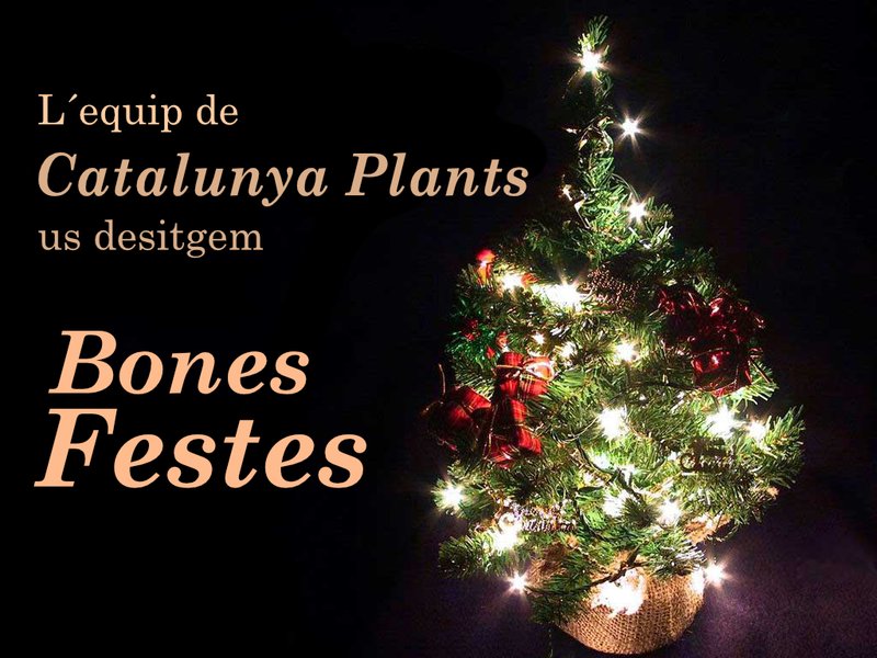 Bones festes | Garden Catalunya Plants