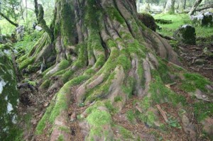 Tejo - Madera milenaria - Garden Catalunya Plants (Sant Vicenç dels ...