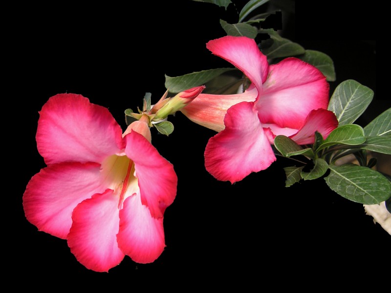 Adenium obesum - La rosa del desierto - Garden Catalunya Plants (Sant ...