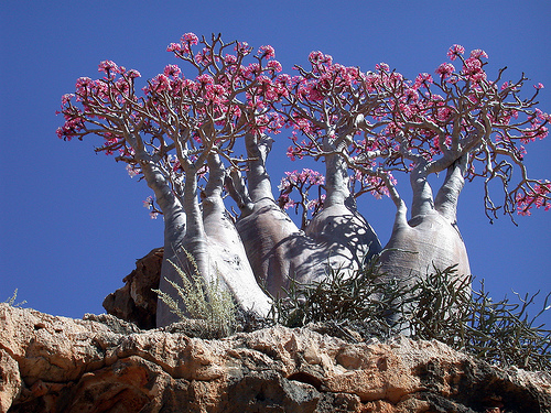 Adenium obesum - La rosa del desierto - Garden Catalunya Plants (Sant ...