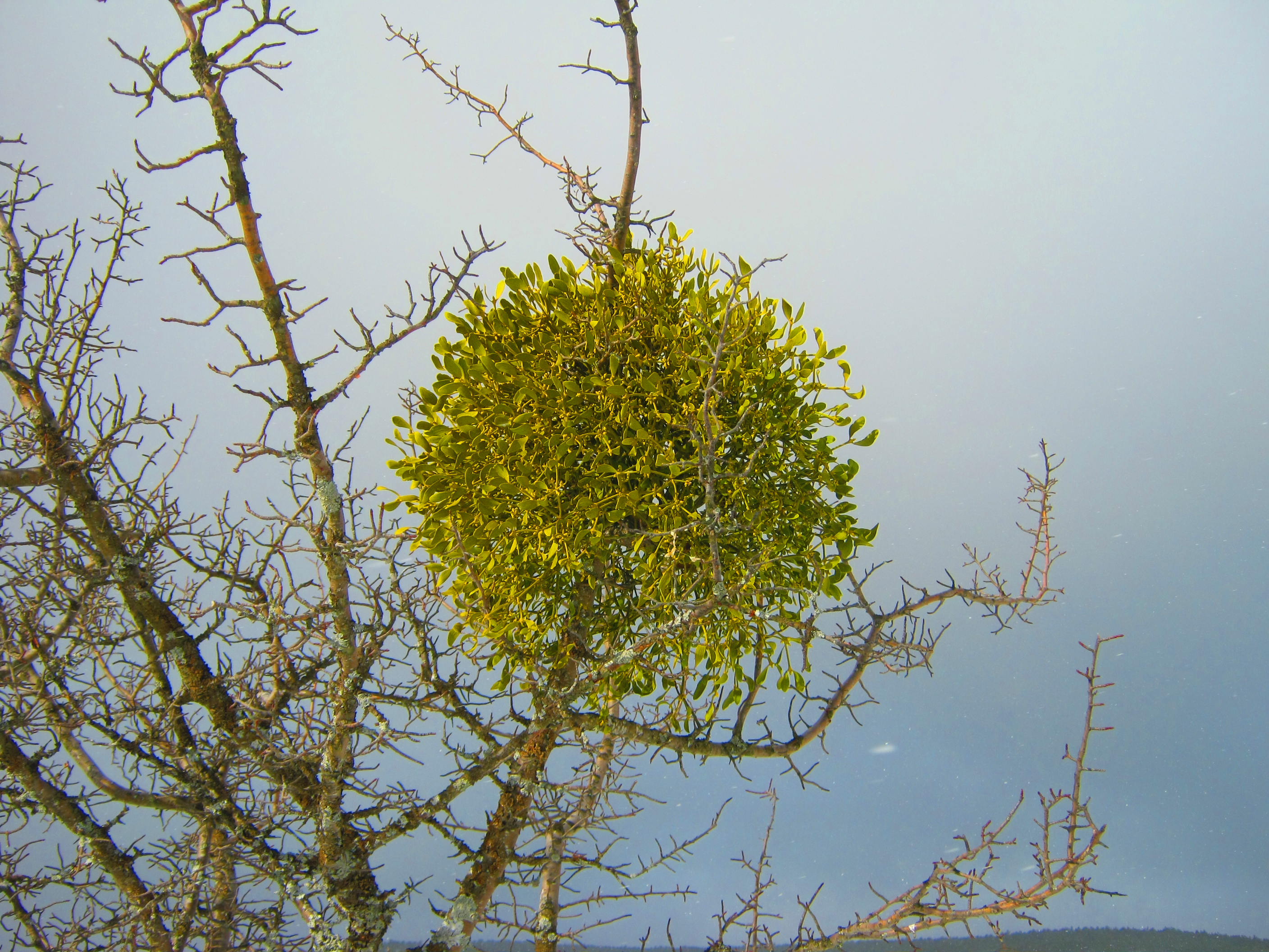 Muérdago - Magia en los árboles - Garden Catalunya Plants (Sant Vicenç ...