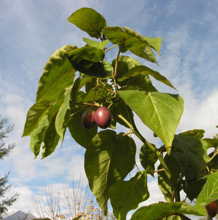 El Tamarillo - Árbol de los tomates - Garden Catalunya Plants (Sant ...