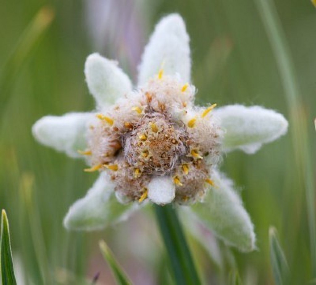 Edelweiss – Flor de Nieve | Garden Catalunya Plants (Sant Vicenç dels ...