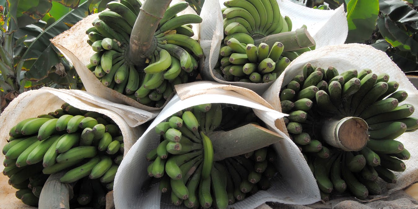 Platanera Canaria (Musa Acuminata Dward Cavendish) - Planta tropical ...