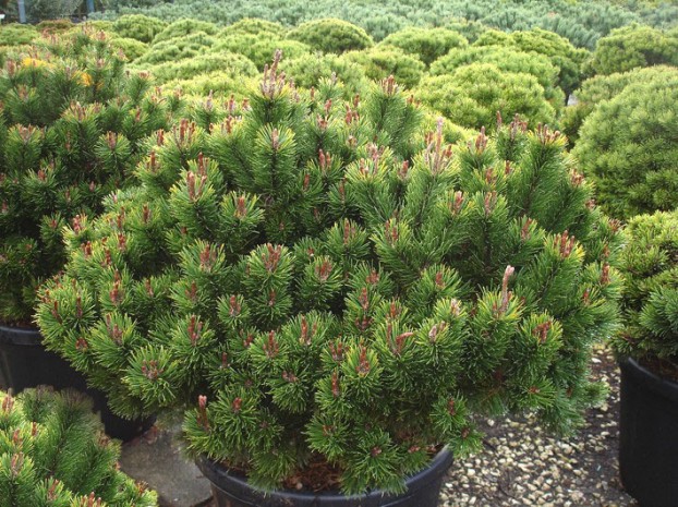 Pinus mugo - Pino rastrero de alta montaña - Garden Catalunya Plants ...