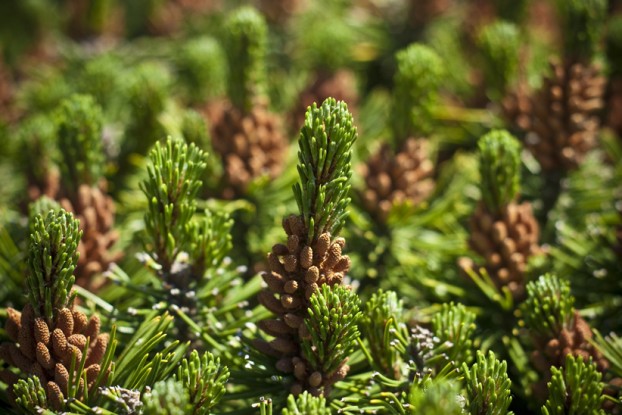 Pinus mugo - Pino rastrero de alta montaña - Garden Catalunya Plants ...