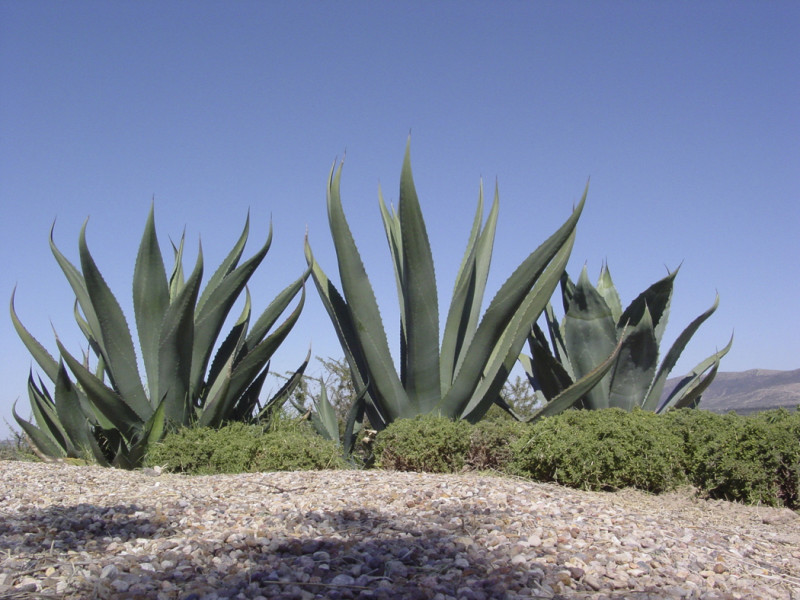 Agave americana - El más alto de los huéspedes mejicanos - Garden ...