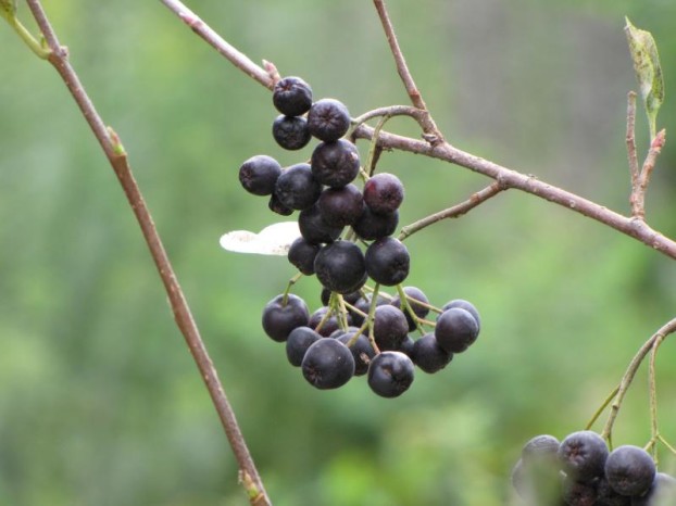 Aronia melanocarpa - Antioxidante natural - Garden Catalunya Plants ...