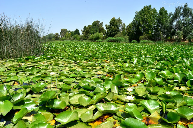 El Nenúfar - La planta acuática más popular - Garden Catalunya Plants ...