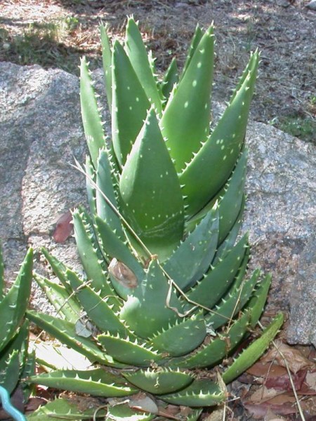 Los Aloe - Variedades para todos los gustos - Garden Catalunya Plants ...