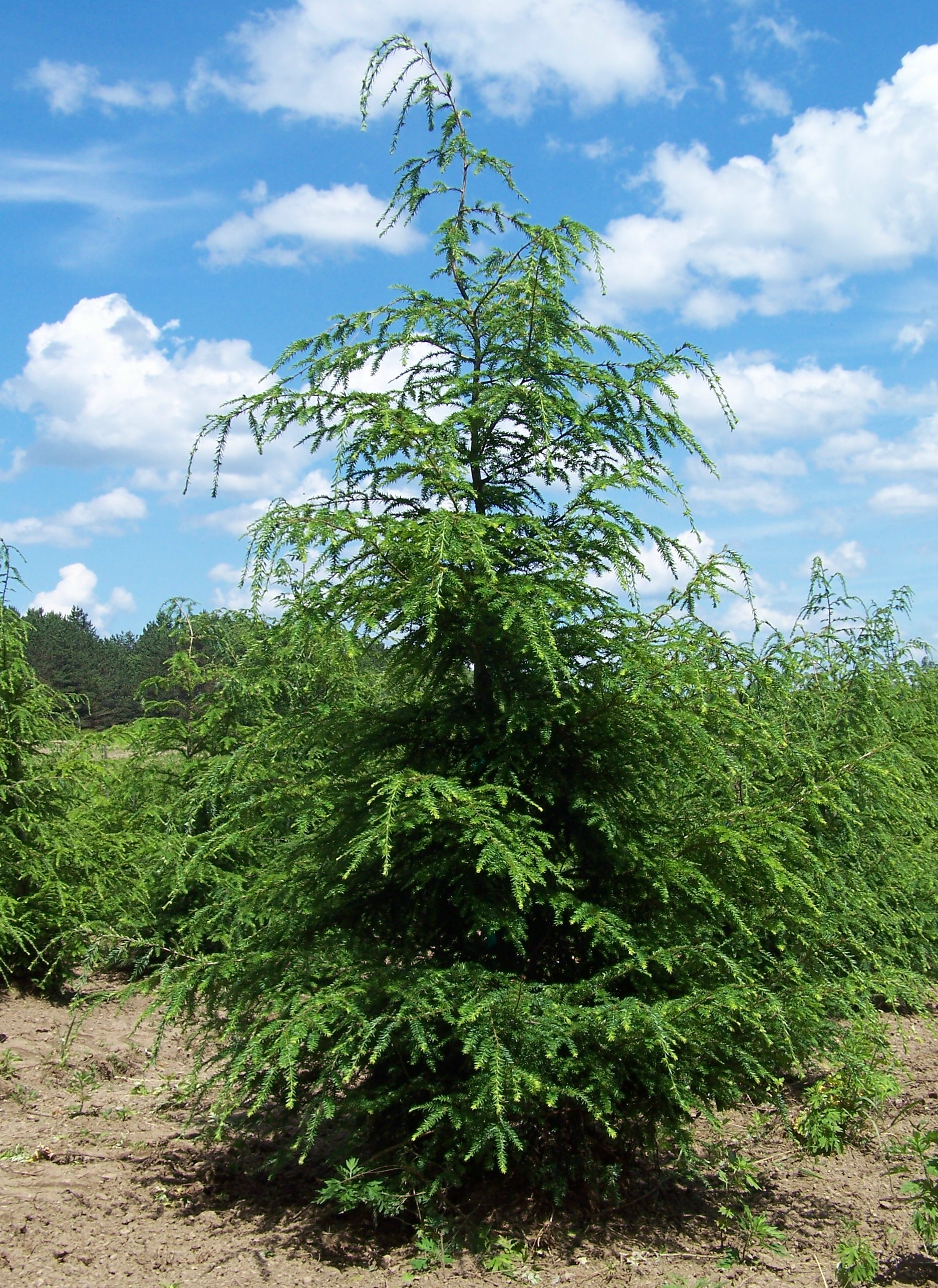 Tsuga canadensis - Conífera de sombra. - Garden Catalunya Plants (Sant ...