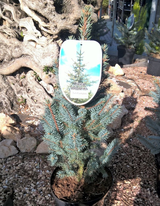 ¡Ya tenemos los Abetos azules a la venta! - Garden Catalunya Plants ...
