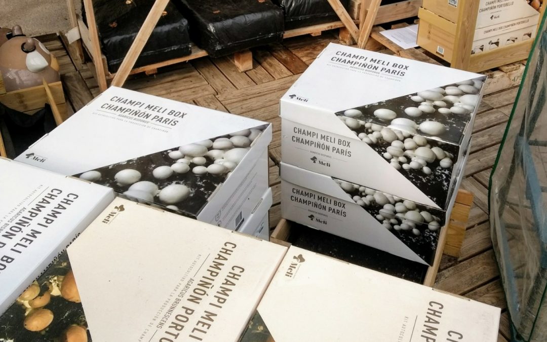 Ya tenemos a la venta los kits de cultivo de setas - Garden Catalunya ...