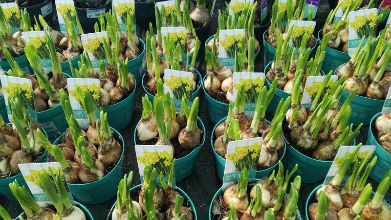 Bulbos: plantación y cuidados básicos - Garden Catalunya Plants (Sant ...