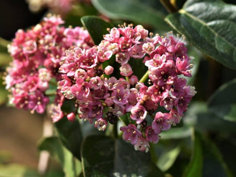 Viburnum tinus: planta de escaso mantenimiento de floración invernal ...